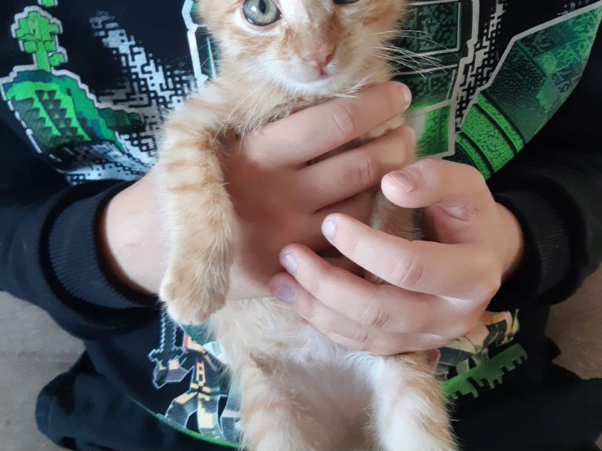 Кошечка в добрые руки