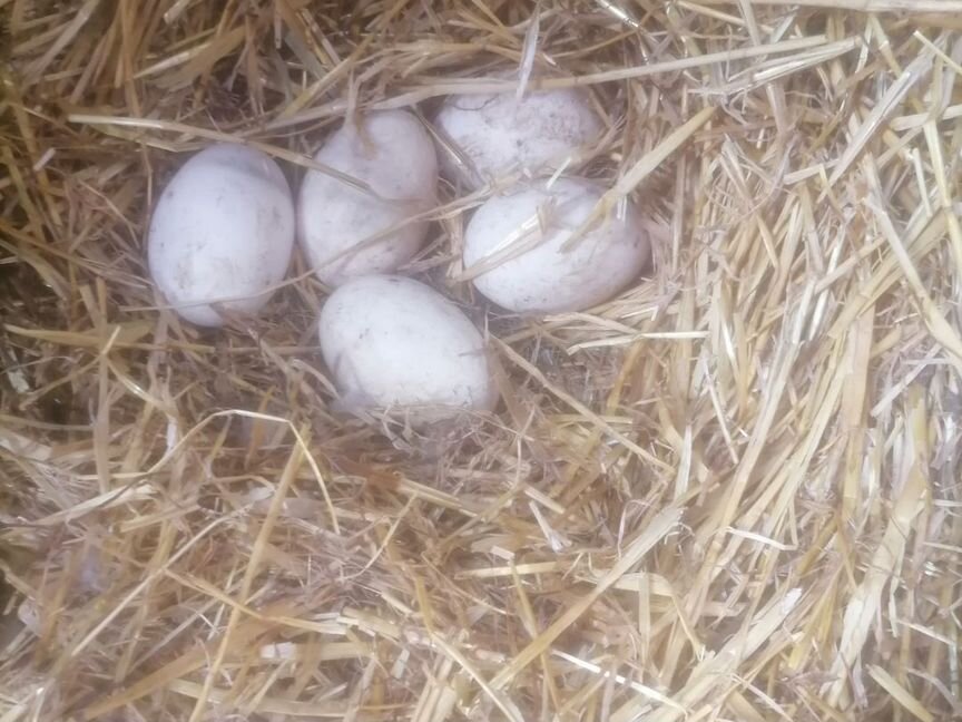 Продам гусиные яйца