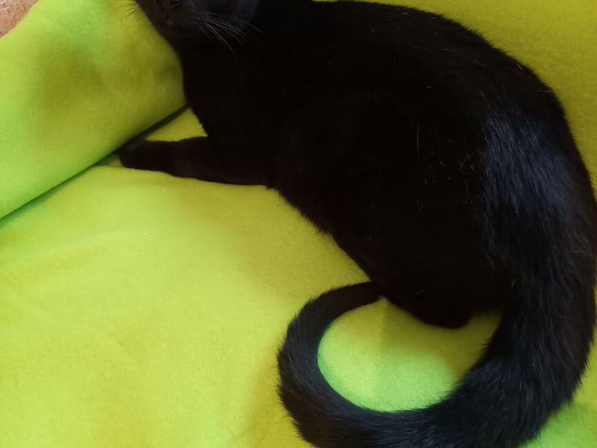 Чёрный котик ищет дом