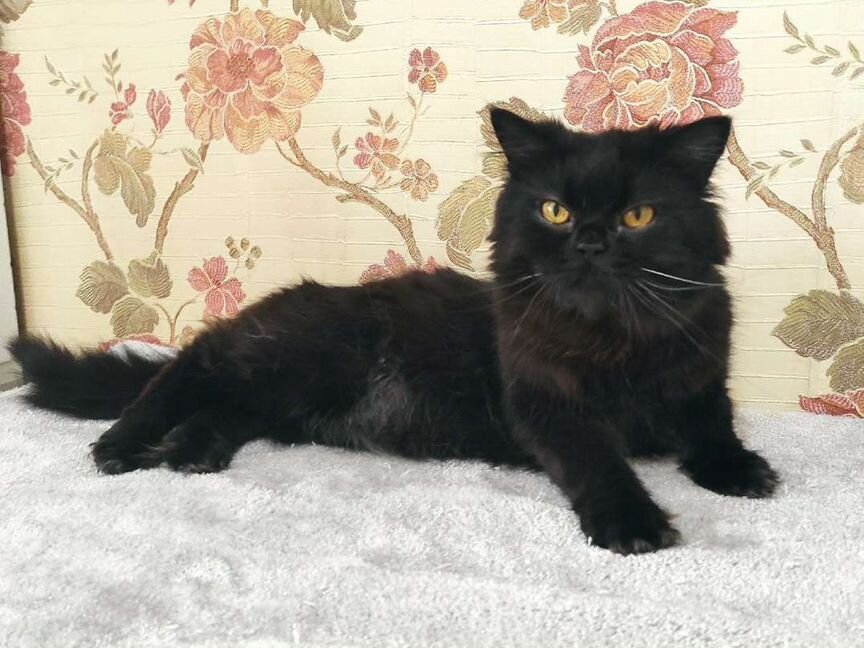 Котик Нарцисс