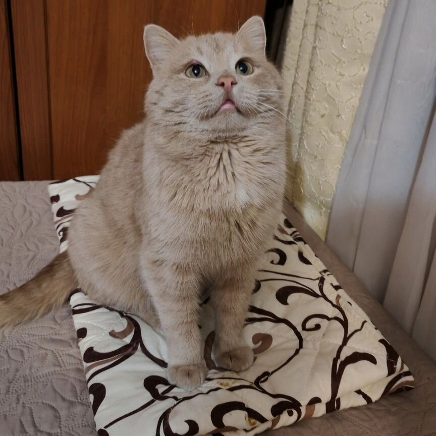 Взрослая кошка в добрые руки