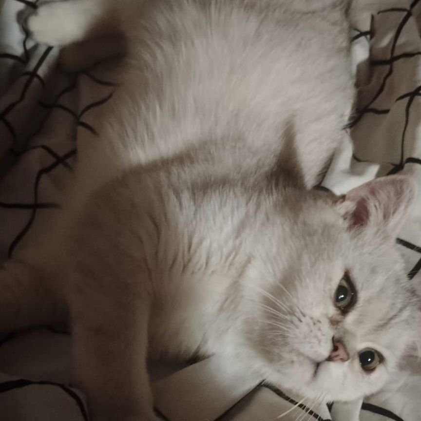 Продам шиншила на серебре, котика 6 месяцев