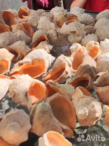 Ракушка рапан