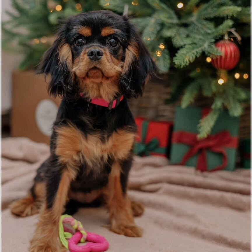 Кавалер кинг-чарльз-спаниель, щенок