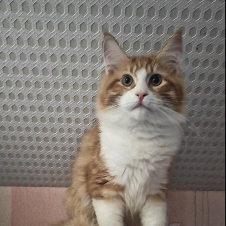 Котята мейн-кун с документами