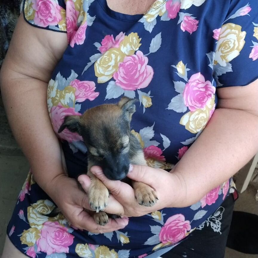 Это мама шенков