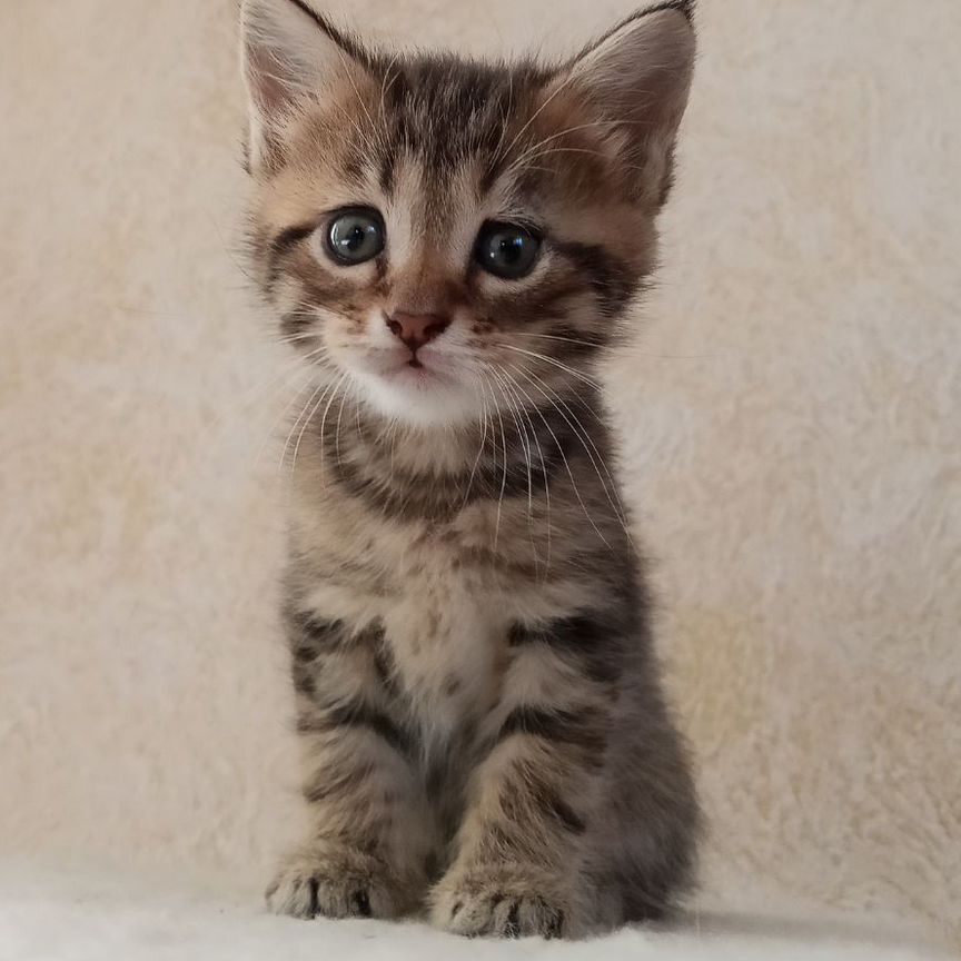 Мейн-кун котёнок