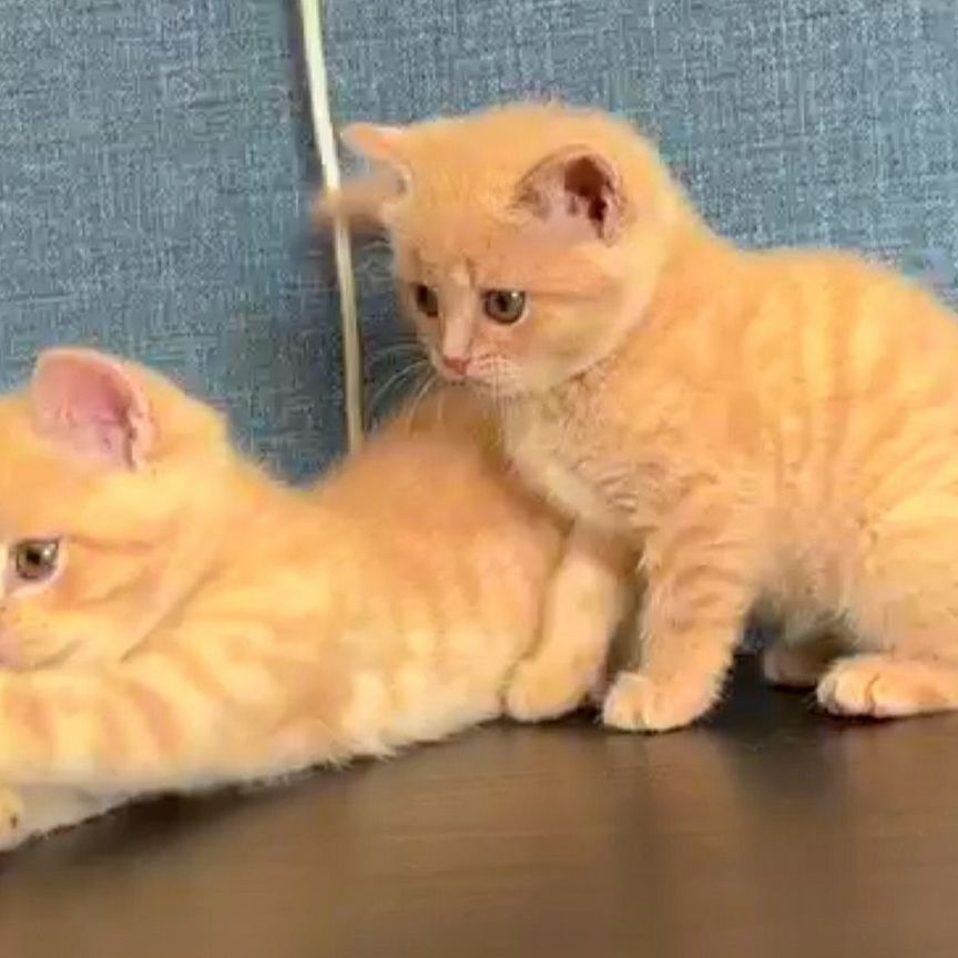 Британские котята
