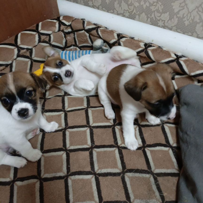 Щенки джек рассел терьер гладкошерстный