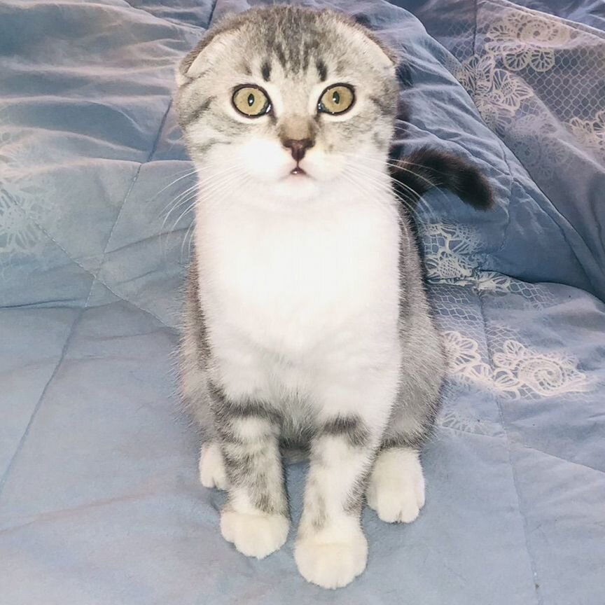 Шотландский вислоухий
