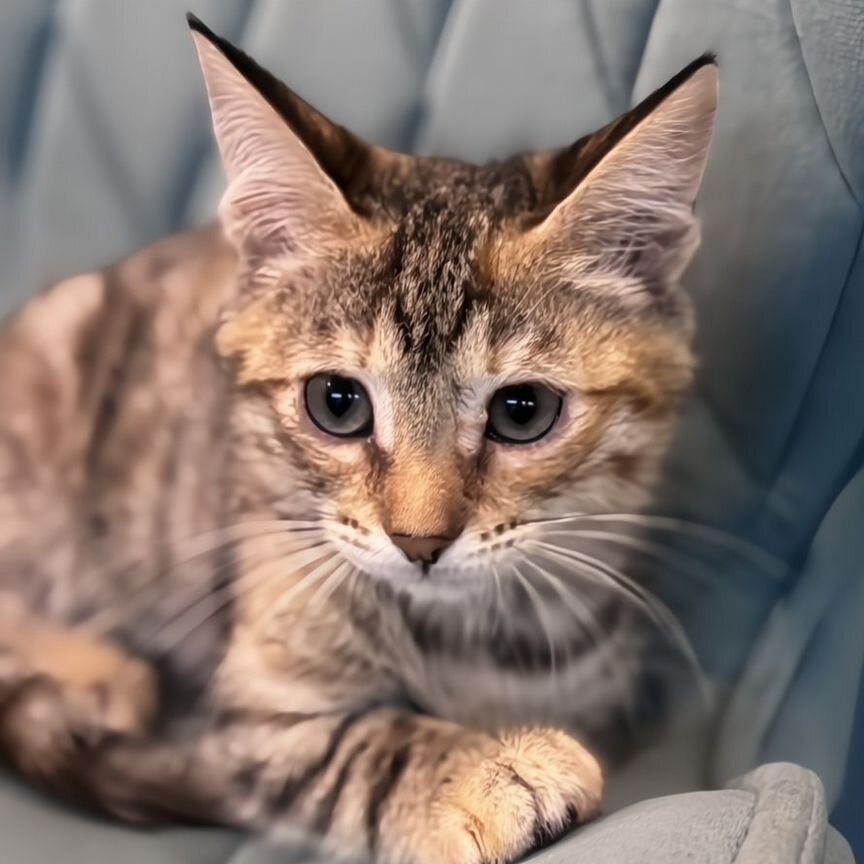 Сибирский котёнок