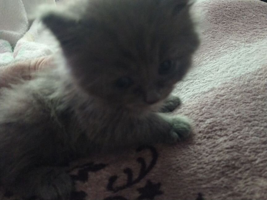 Кошка британка