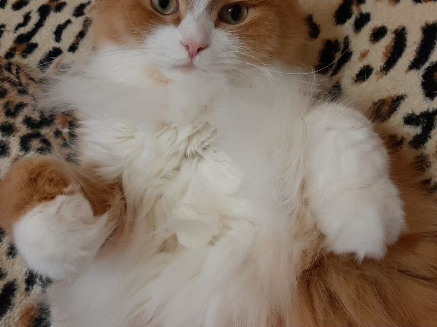 Кот помесь персидского