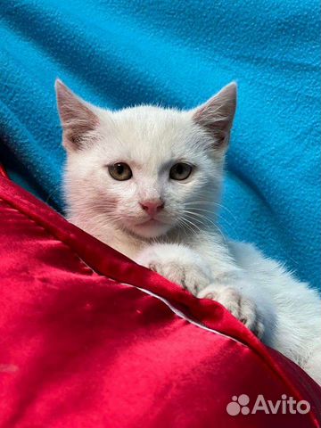 Котик Сэм ищет семью