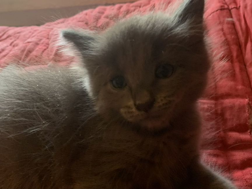 Котики под ёлочку подарочные 2 месяца