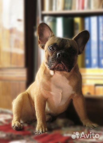 Французский бульдог