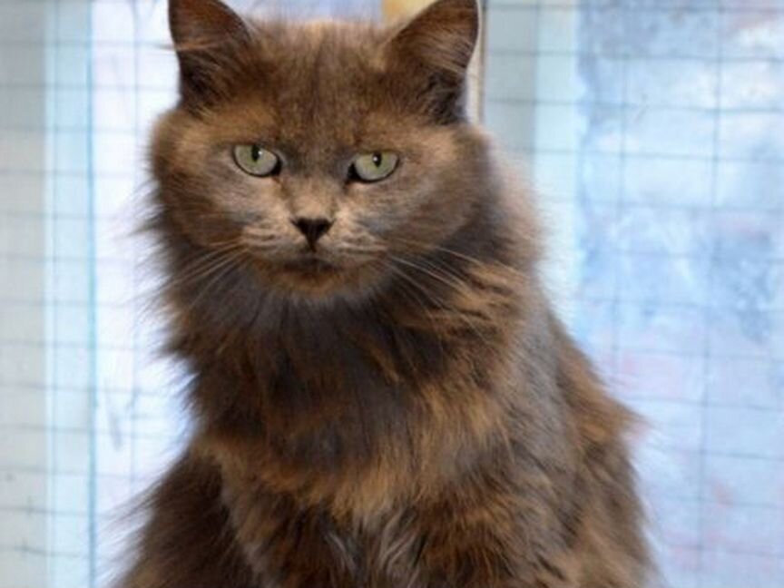 Бритни хочет домой