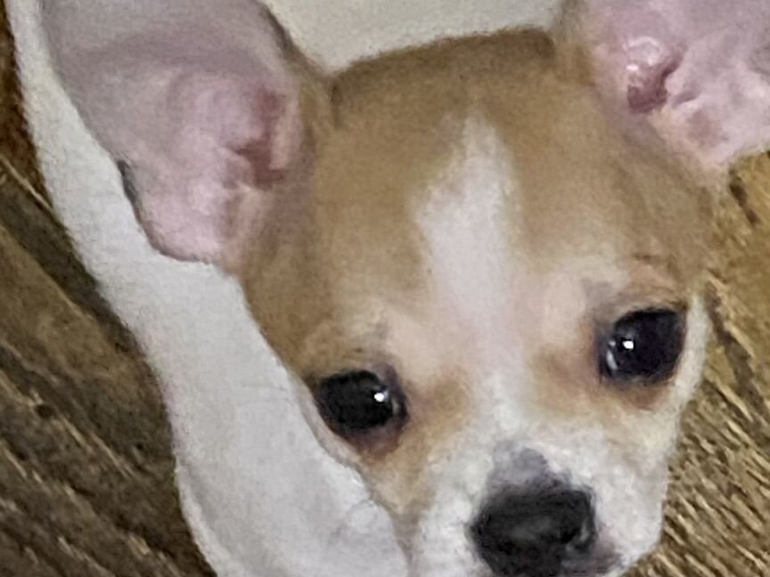 Чиходетки мини