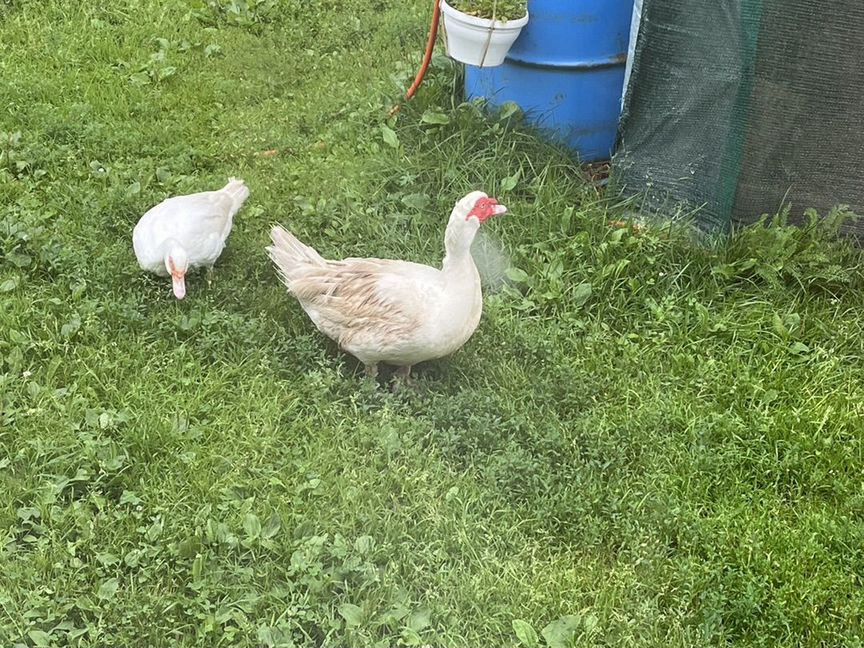 Мускусные утки продажа, семья