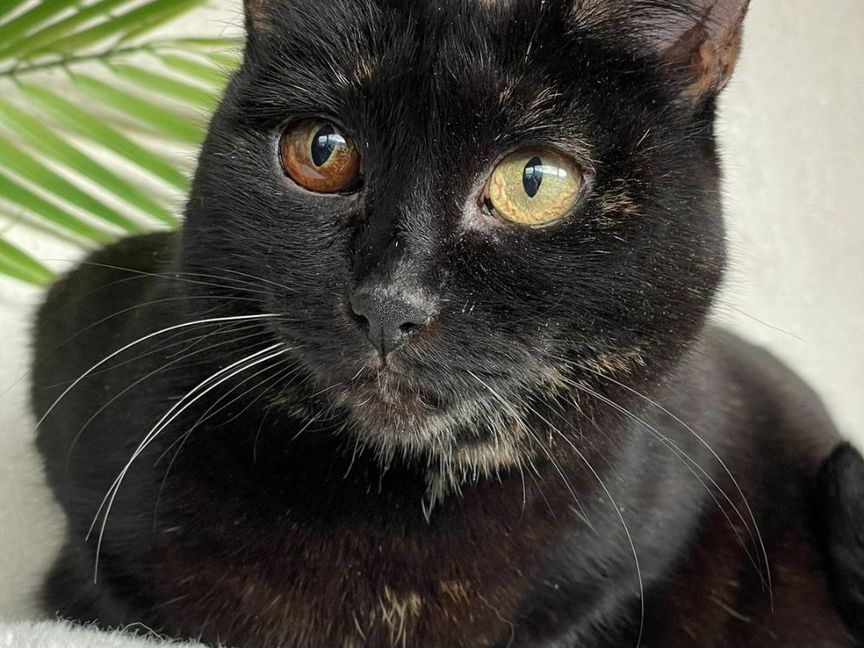 Чёрная кошка с глазами разного цвета в добрые руки