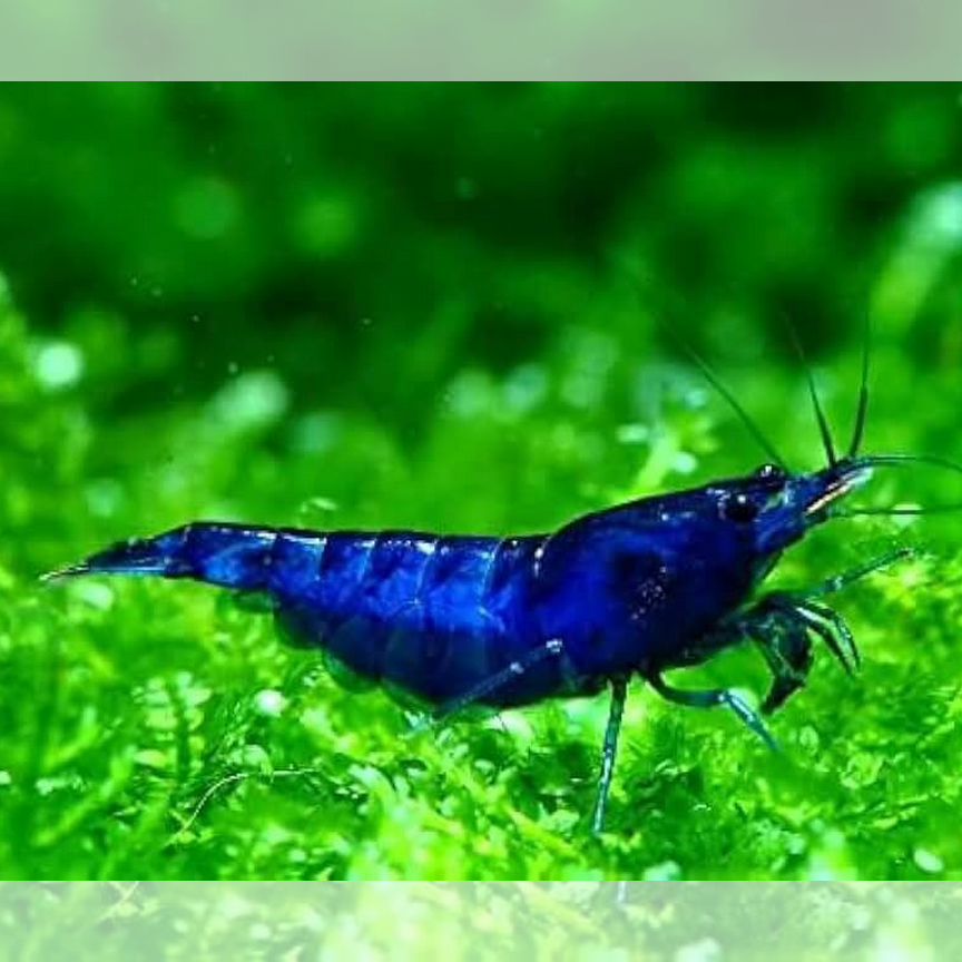 Аквариумные рыбки, аквариумные креветки,растения