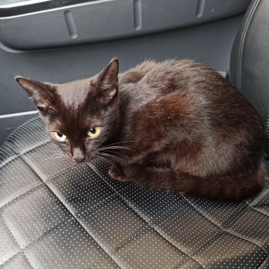 Кот чёрный котёнок