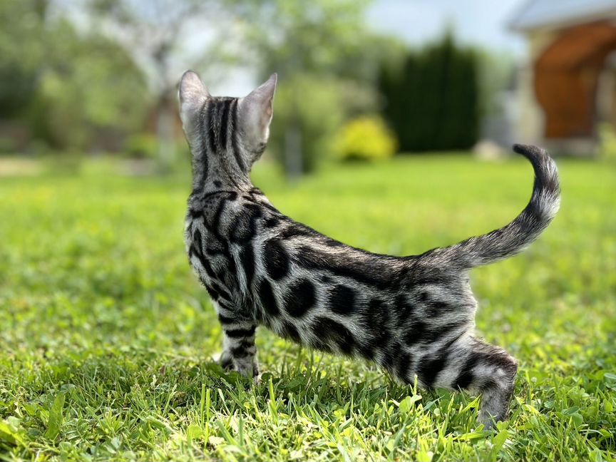 Бенгальские котята серебро