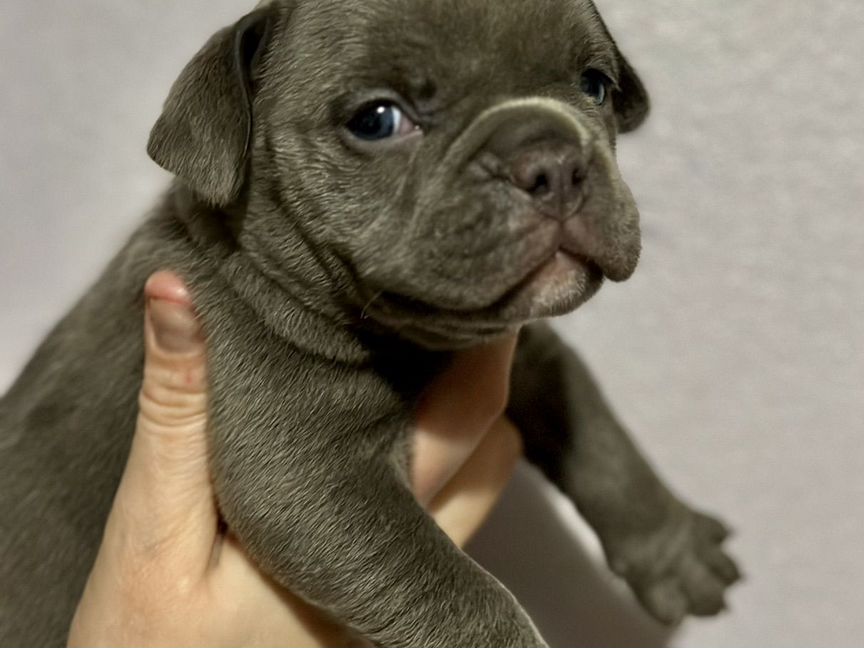 Американский Булли, Голубое Чудо