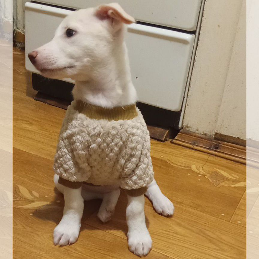 Отдам щенки в хорошие руки, девочки 3,5 месяца