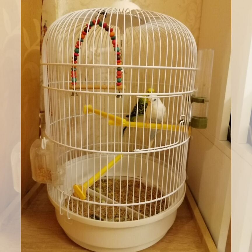 Волнистый попугай