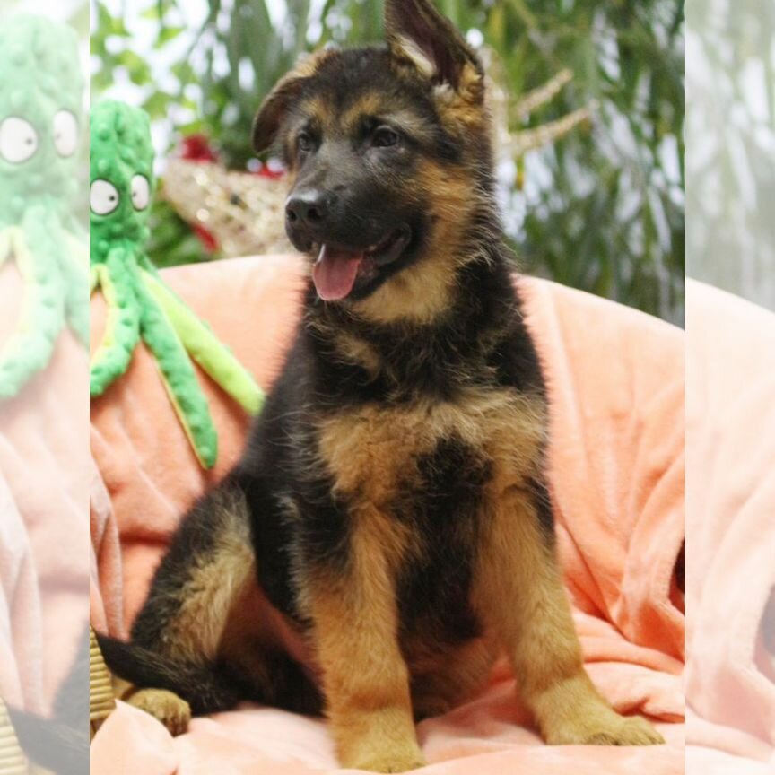 Немецкая овчарка, щенок