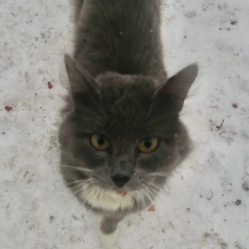 Кот дымчатый живет на улице