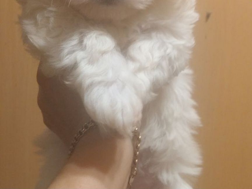 Мальтезе девочка стандарт с документами РКФ