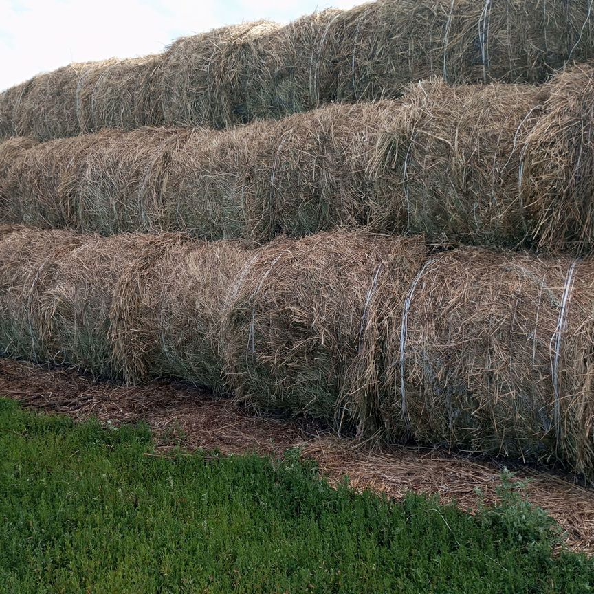 Сено в рулонах