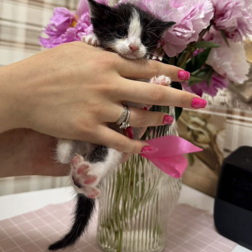 Котёнок в добрые руки