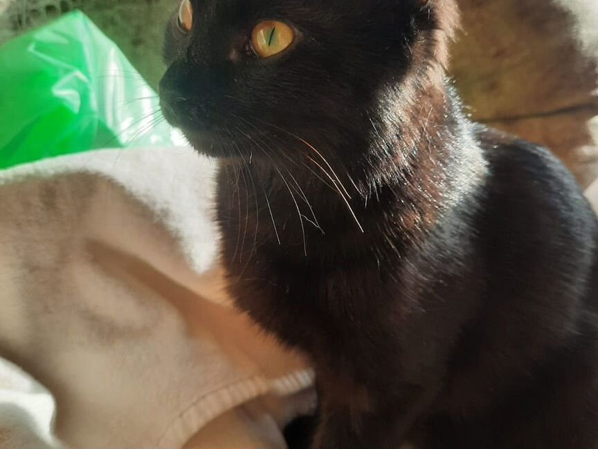 Кошка