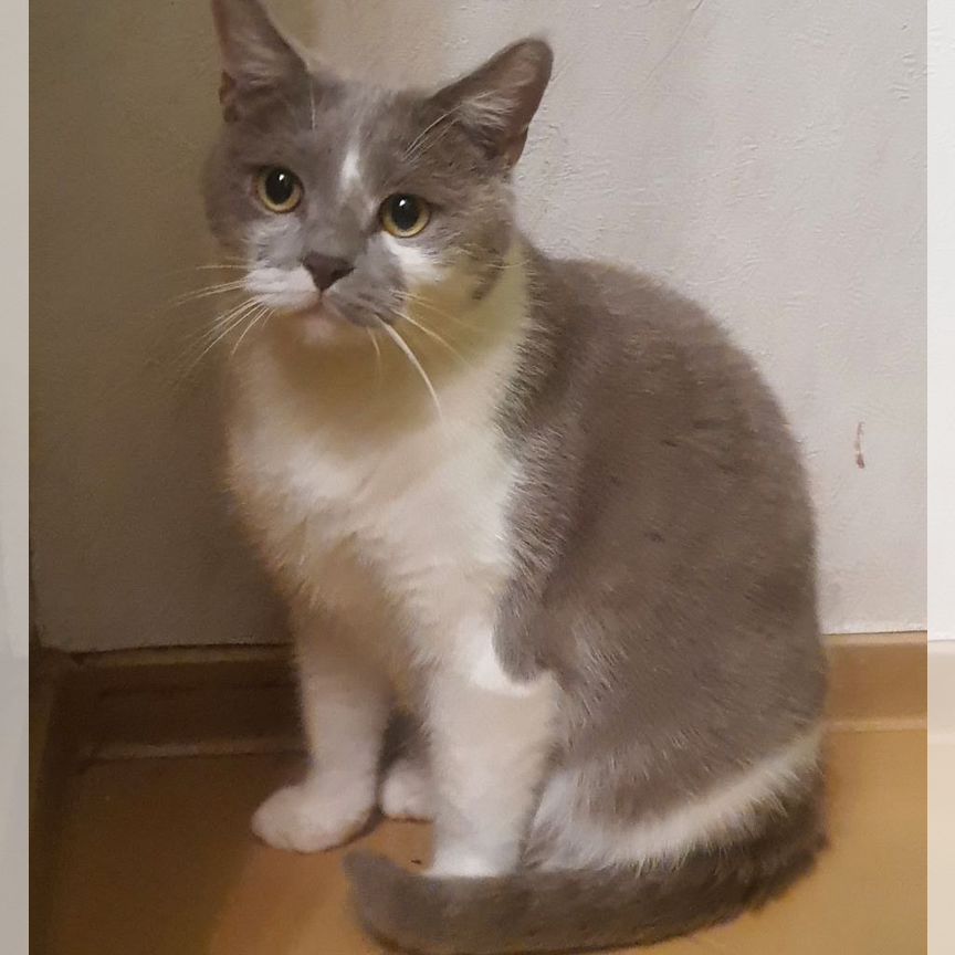 Взрослый кот в добрые руки