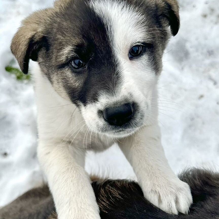 Донские метисы калининского происхождения
