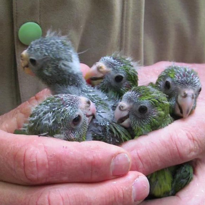 Попугай какарик ручной выкормыш