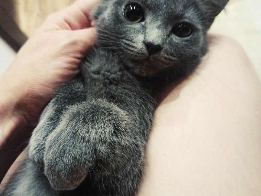 Котята в добрые руки приучены к лотку