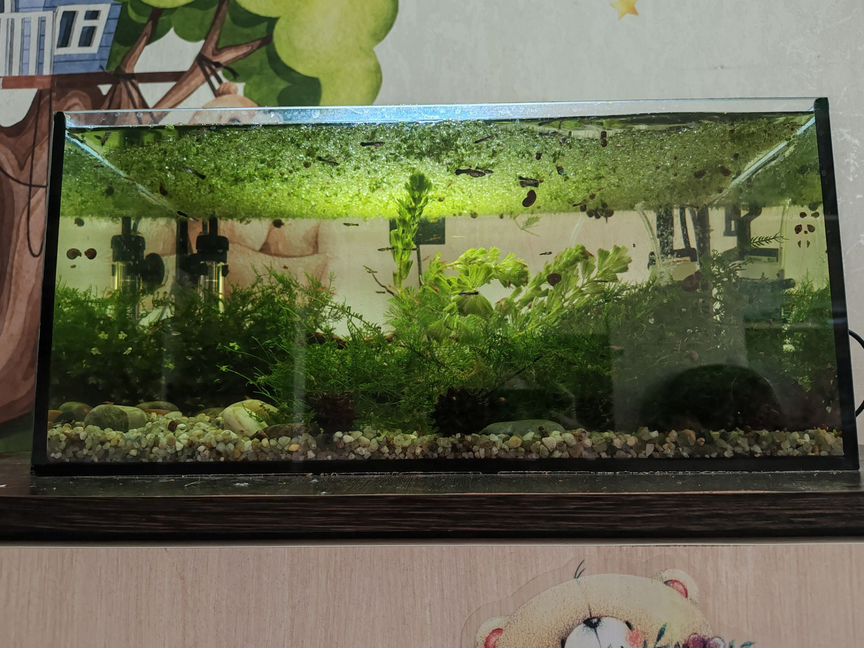 Креветочник