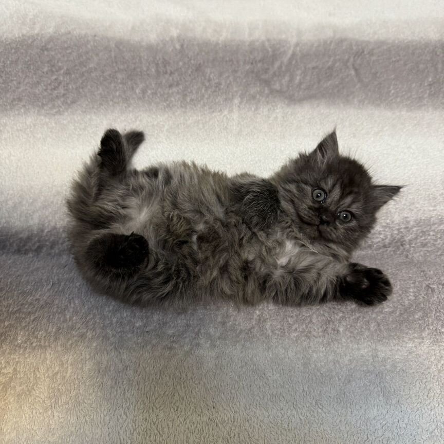 Шотланская Хайленд страйт