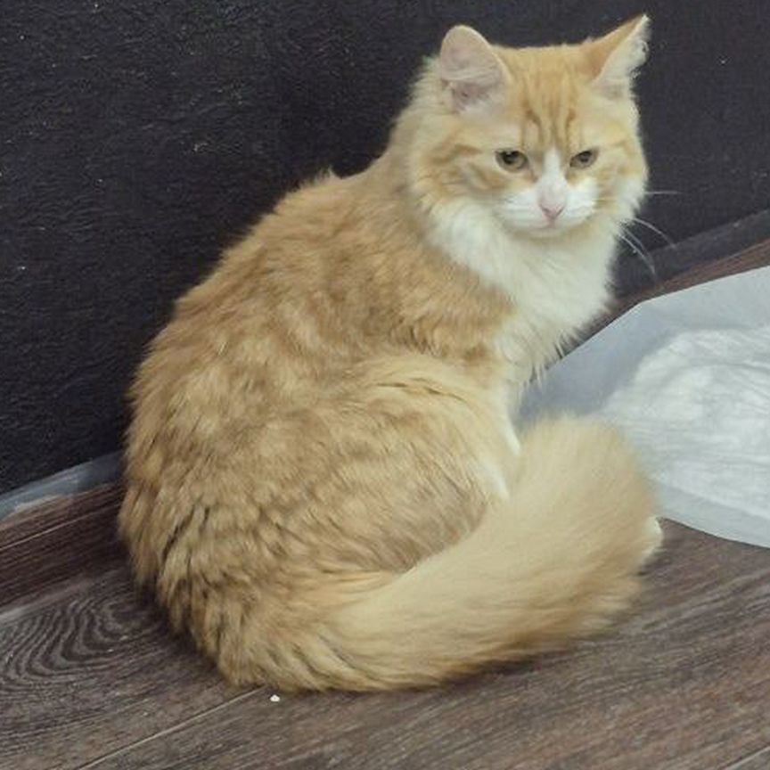 Взрослая, кошка в добрые руки