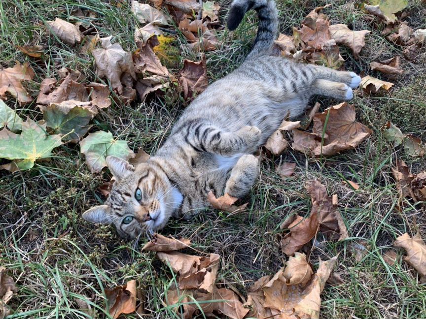 Кота выкинули на улицу