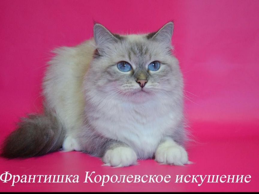 Невская маскарадная