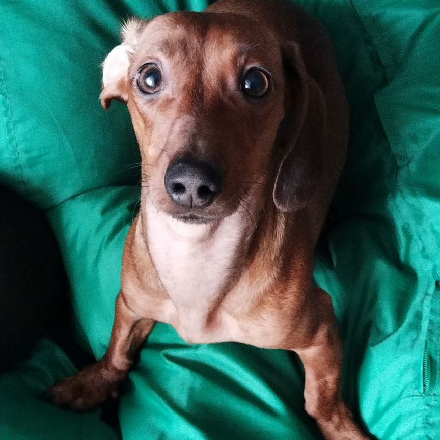 Карликовая такса, щенок