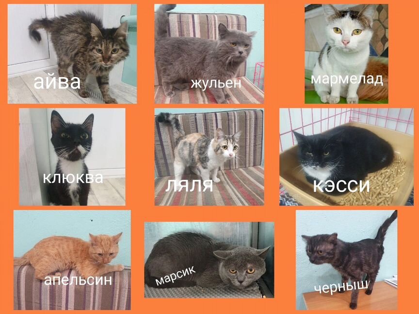 Нужны передержки/новый дом