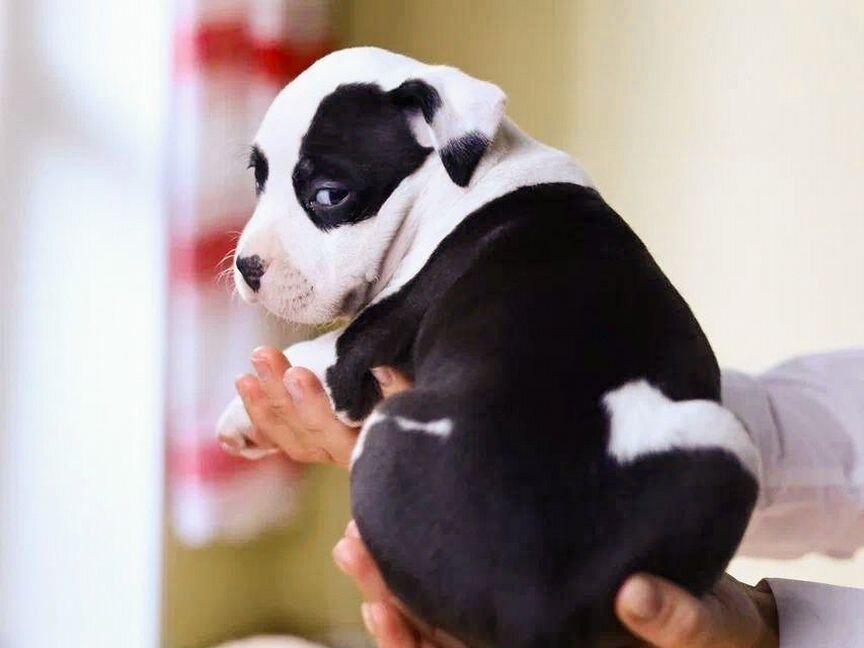 Щенки амстаффа