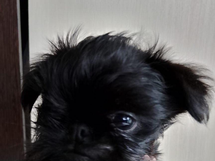 Бельгийский гриффон