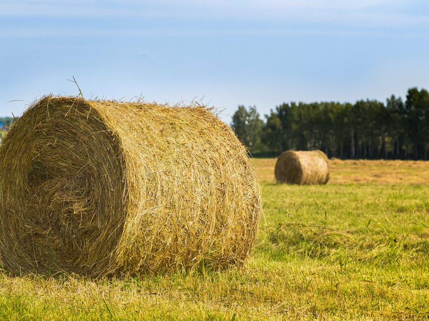 Солома в рулонах, зеленка